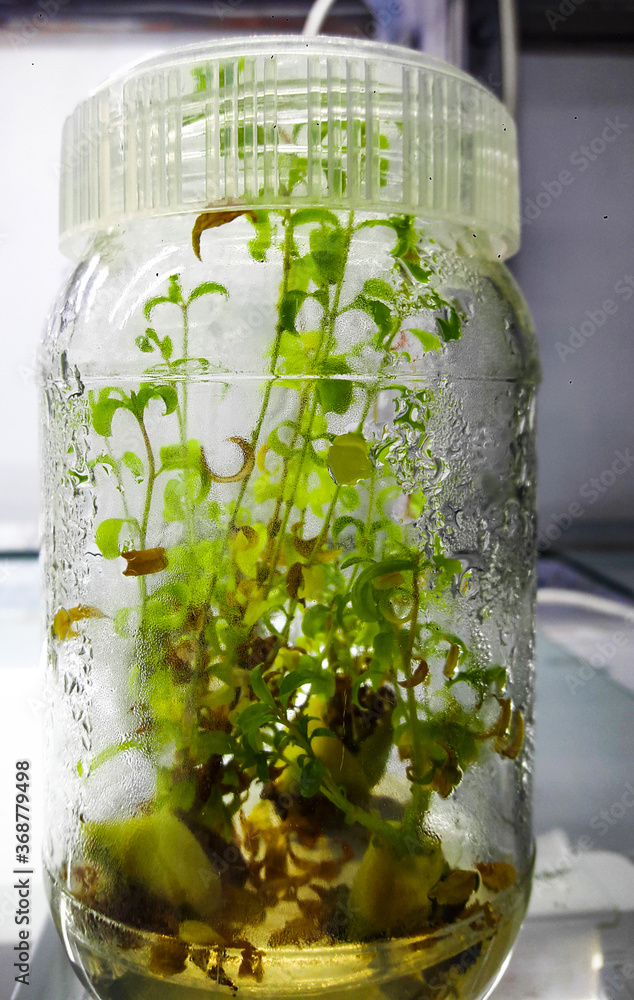 Germinating Plant Tissue culture. Laboratory. multiple shoot culture ...