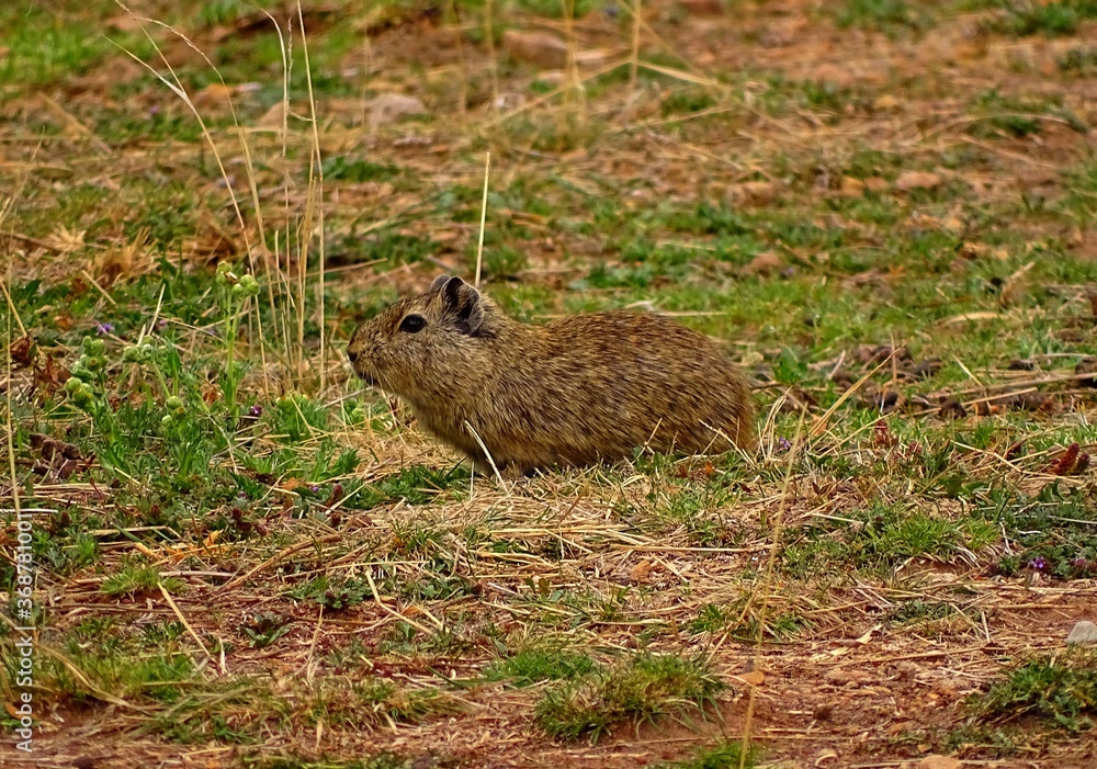 South America, Peru, the cuy (rodent mammal called Guinea Pig) Stock ...