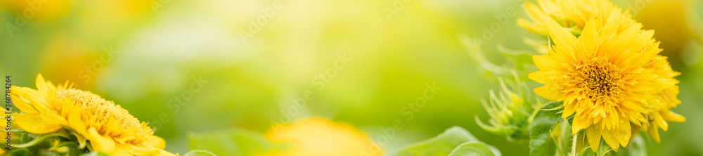 Nature of flower in garden using as cover page background natural flora ...