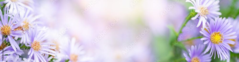 Nature of flower in garden using as cover page background natural flora ...