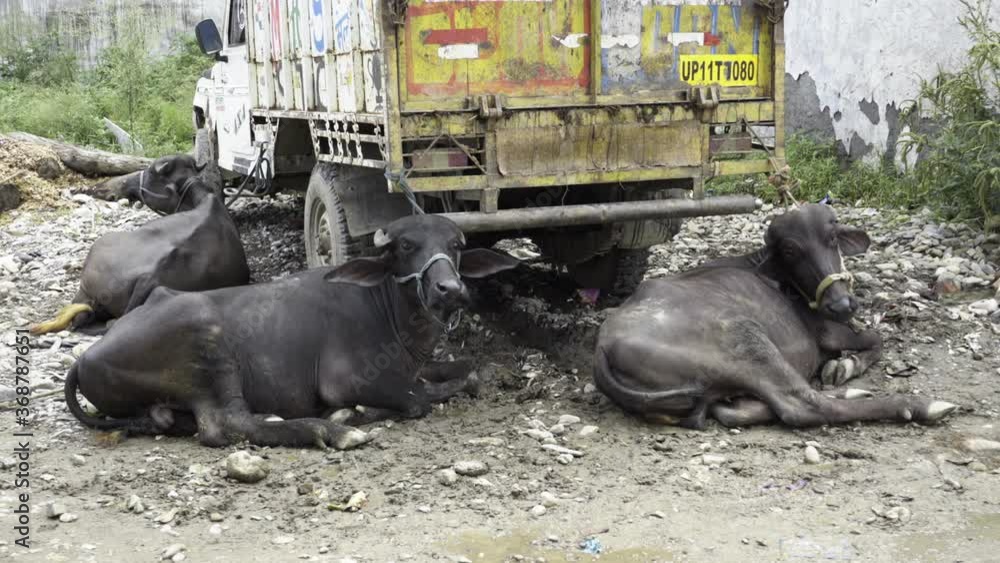 Slum areas of India. Poverty in India, dirty drain Stock ビデオ | Adobe Stock