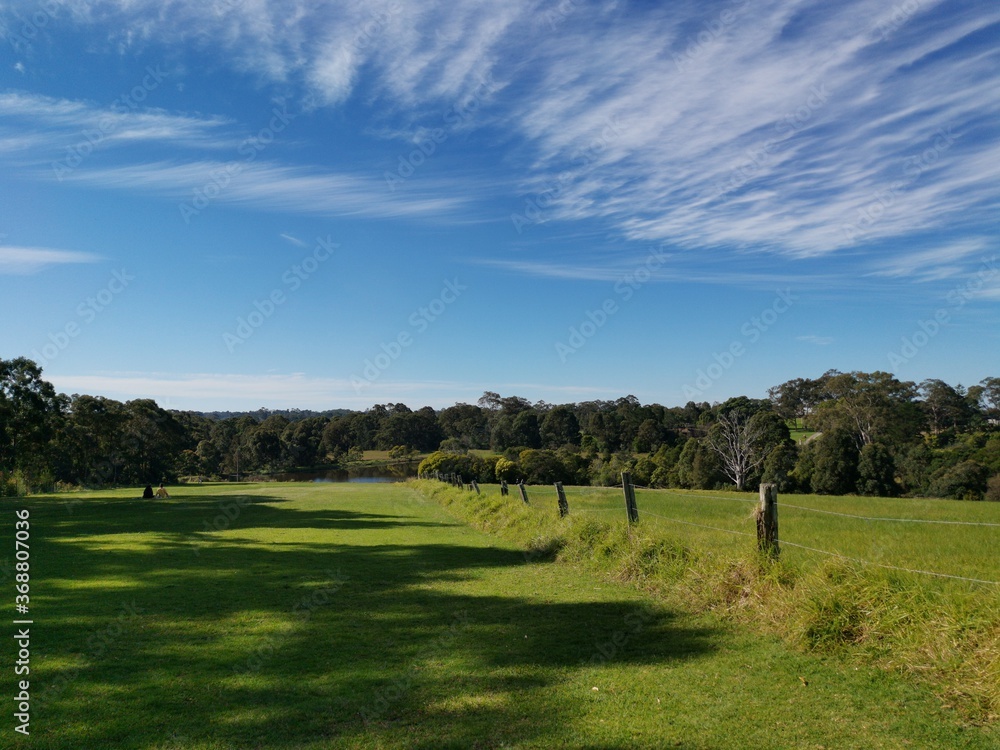 Beautiful afternoon view of a park with green grass, tall trees, deep ...