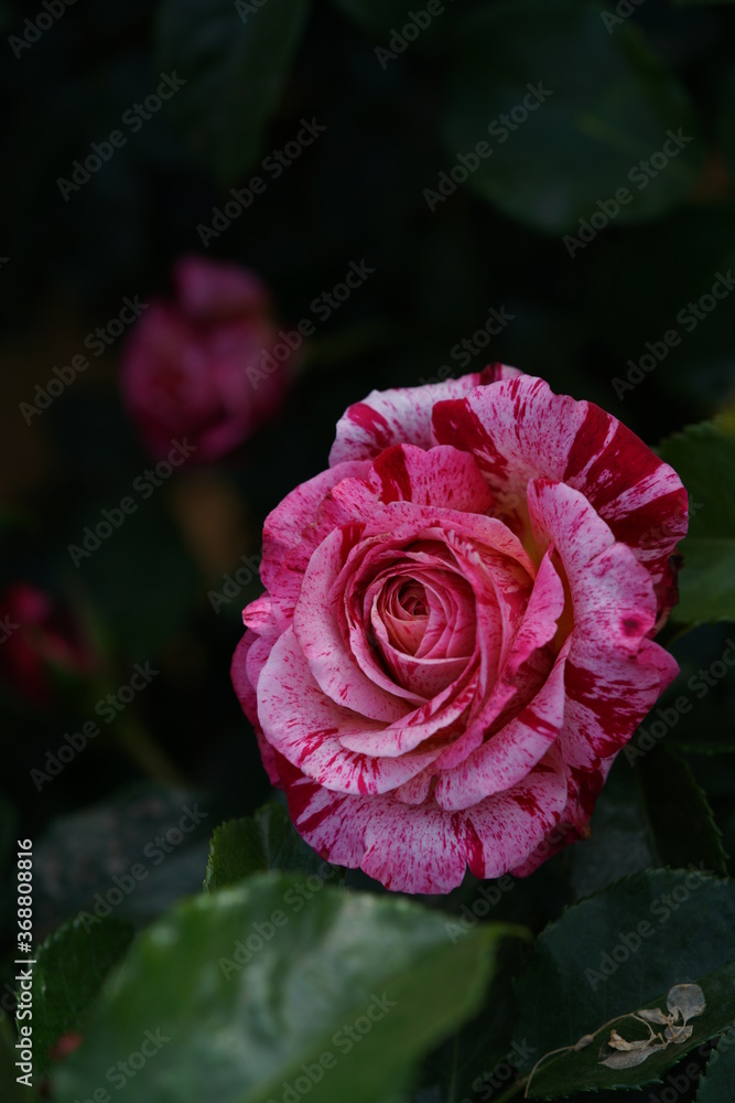 Variegated Red and White Flower of Rose 'toi toi toi!' in Full Bloom ...