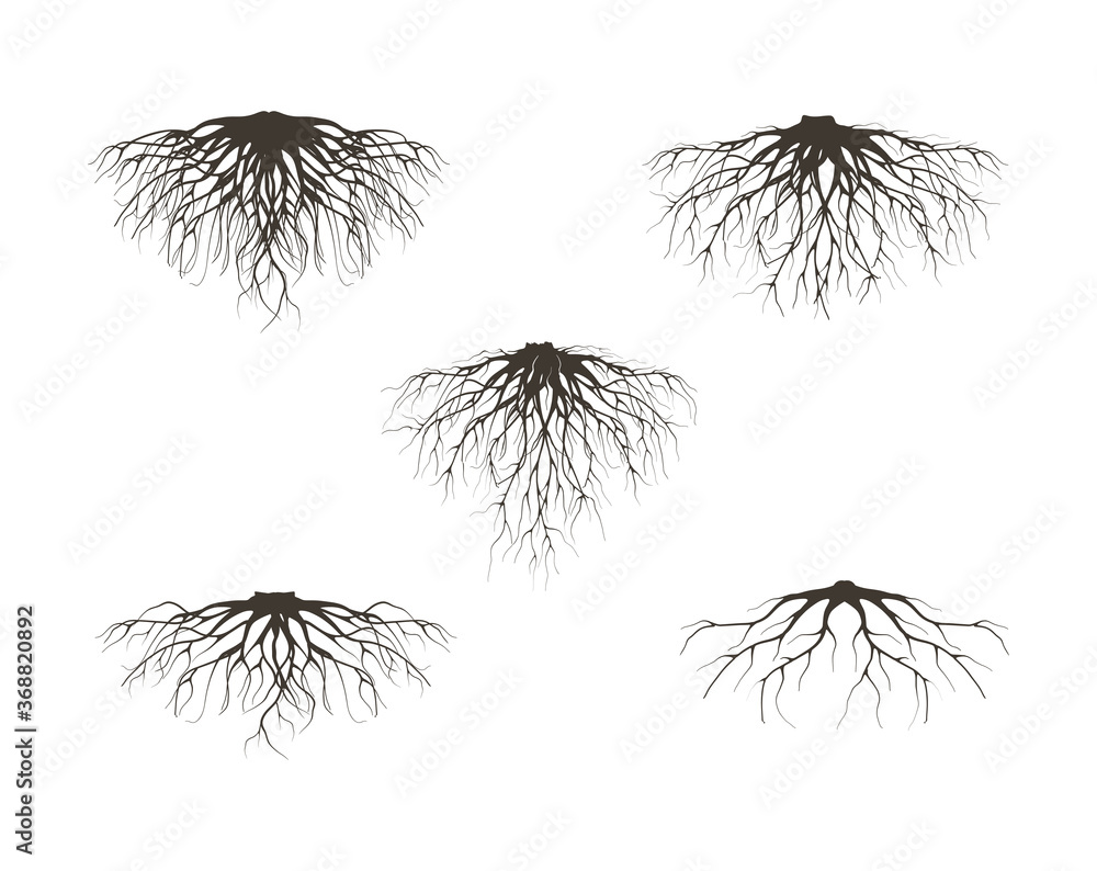 collection of fibrous root and tap roots of the tree vector isolated on ...