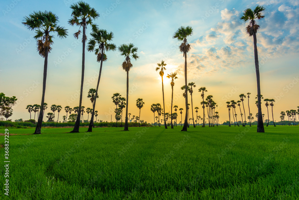 Nature sunrise landscape view of Asian Palmyra palm trees (Sugar palm ...