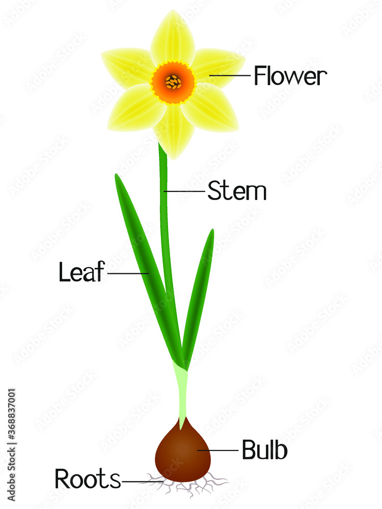 An illustration showing parts of a daffodil plant. Stock Vector | Adobe ...