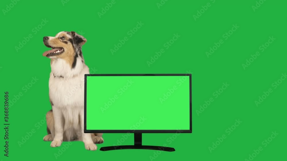 Vidéo Stock Dog on a green background. australian shepherd beside ...