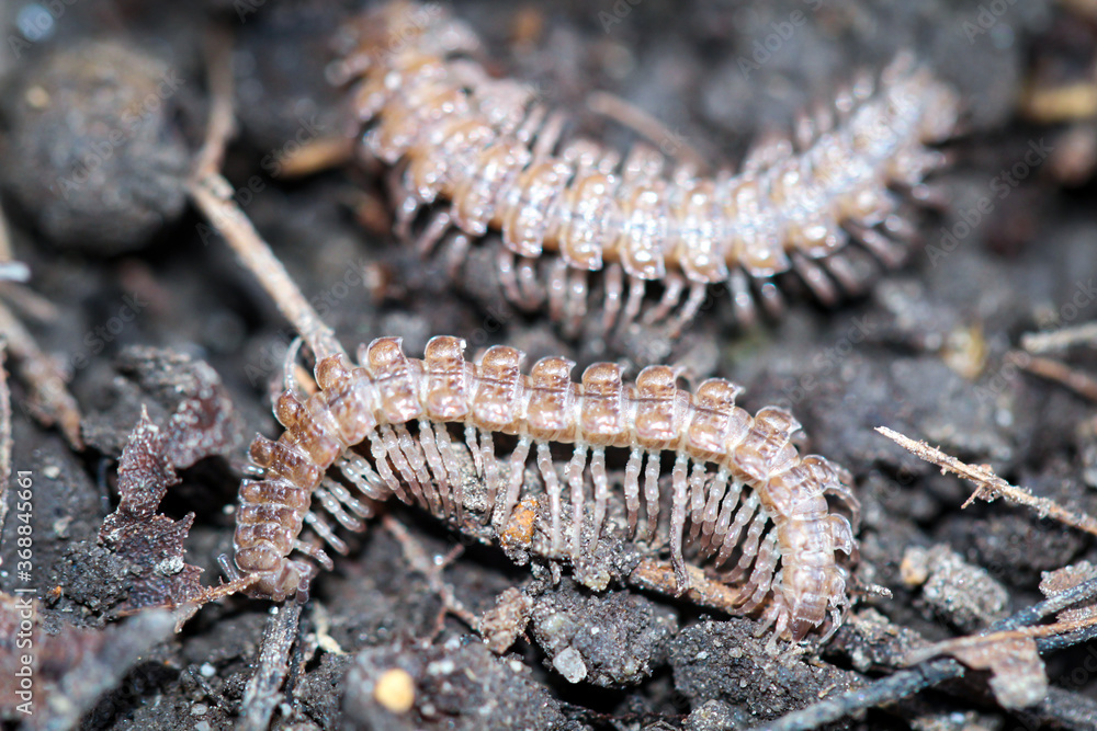 Eine Makroaufnahme eines Tausendfüßler, oder Hundertfüßer, Insekt Stock ...