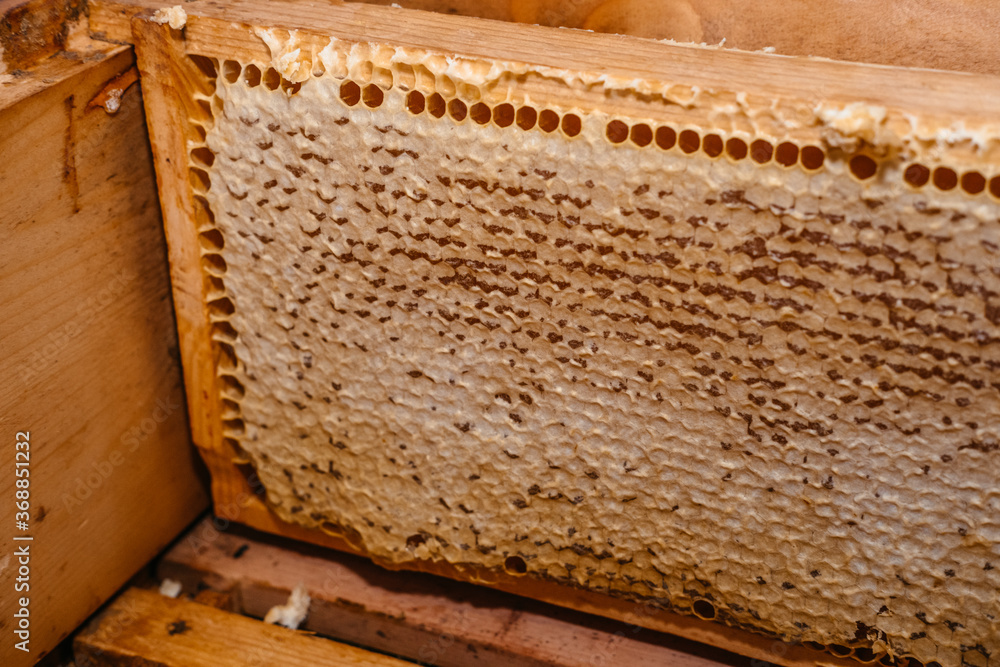 Frame with honeycomb. The honey in the frame is prepared for ...