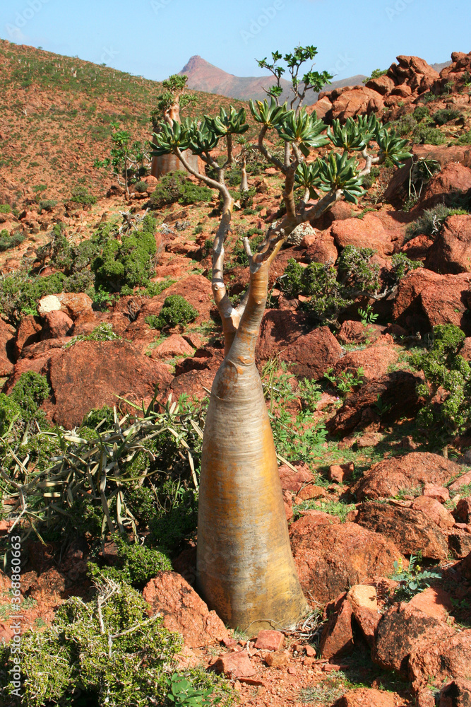 The Socotra desert rose, or bottle tree (Adenium obesum, subspecies ...