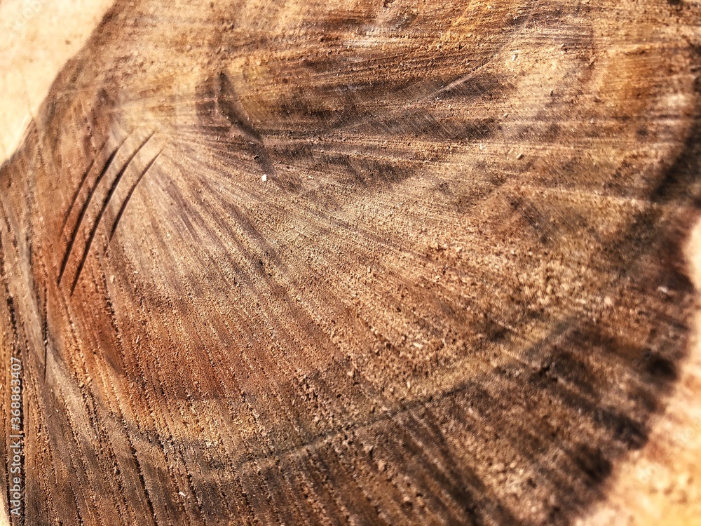 wood texture saw cut close-up. old beautiful walnut tree in the cut ...
