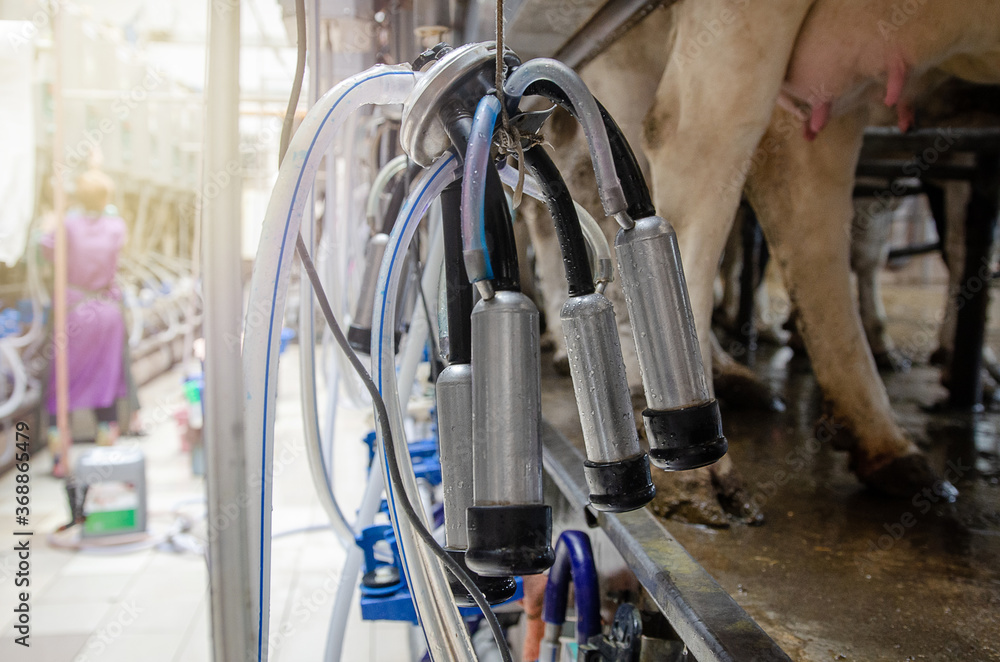 Modern equipment for milking cows on a new farm, the process of milking ...