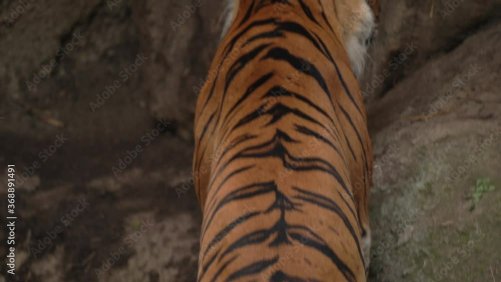 This tilt video shows a wild tiger urinating on the jungle floor then ...
