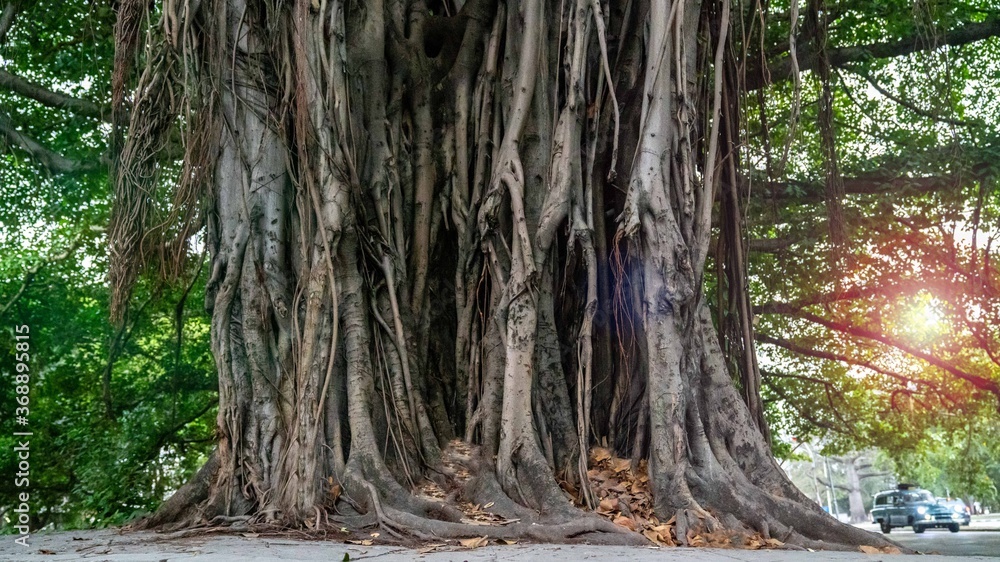 Lens flare trough the trunk of a giant rainforest tree growing in an ...