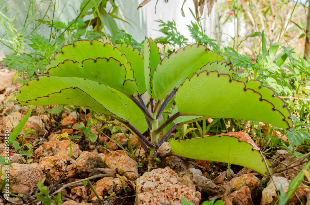 Side View Of A Small Leaf Of Life Plant Stock Photo | Adobe Stock