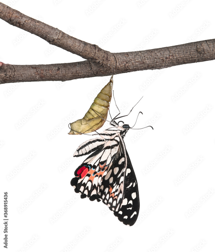 Butterfly from pupa isolated on white background Stock Photo | Adobe Stock