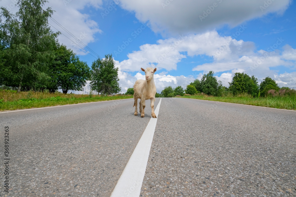 White funny goat stands in the middle of the asphalt road with a ...