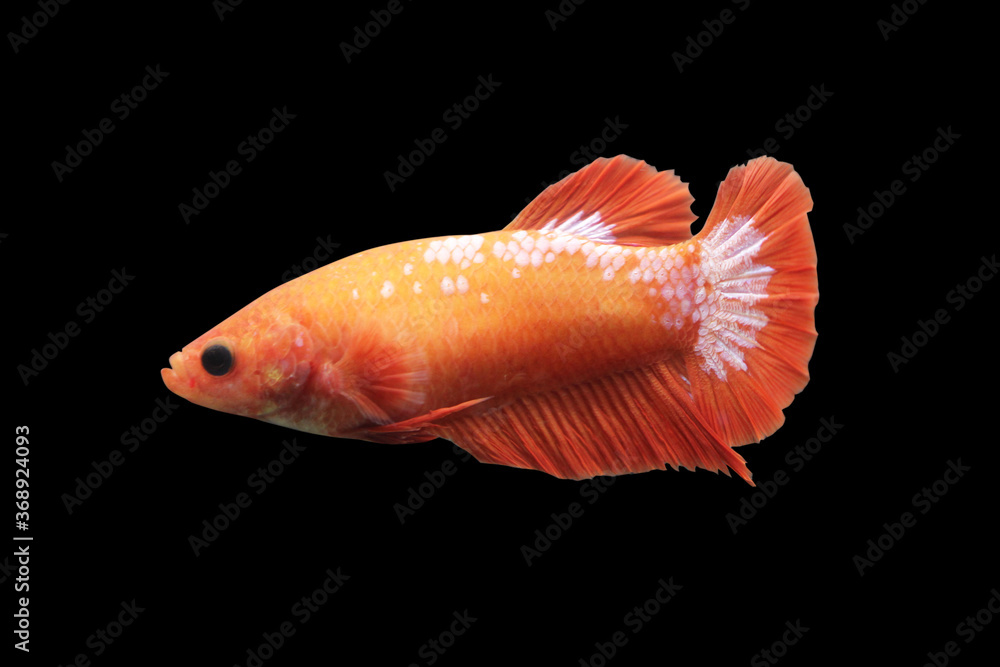 Betta Hellboy HMPK Halfmoon plakat Female or Plakat Fighting Fish ...