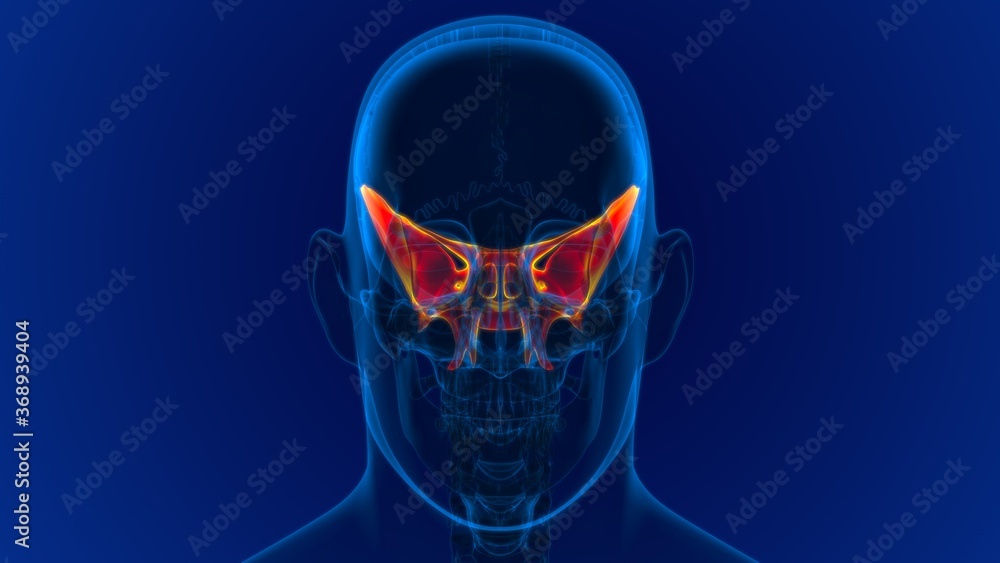 Human Skeleton Skull Sphenoid Bone Anatomy For Medical Concept Stock ...