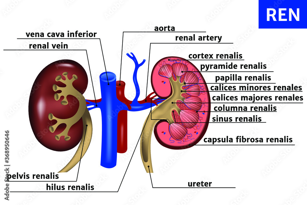 Kidney and adrenal gland - basic anatomy. The structure of the internal ...