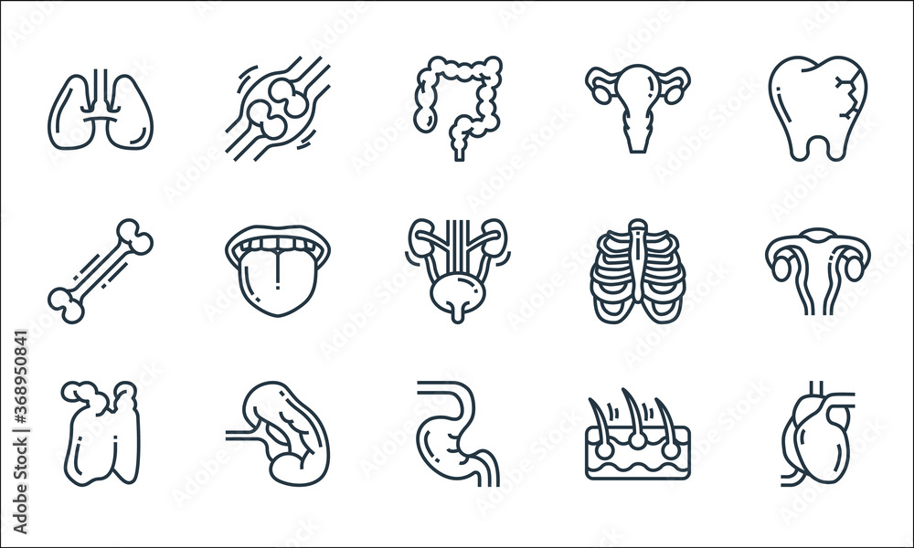 human organs line icons. linear set. quality vector line set such as ...