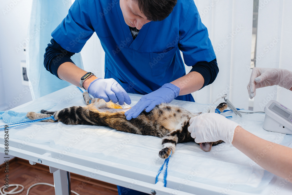 In a modern veterinary clinic, the cat is examined and prepared for ...