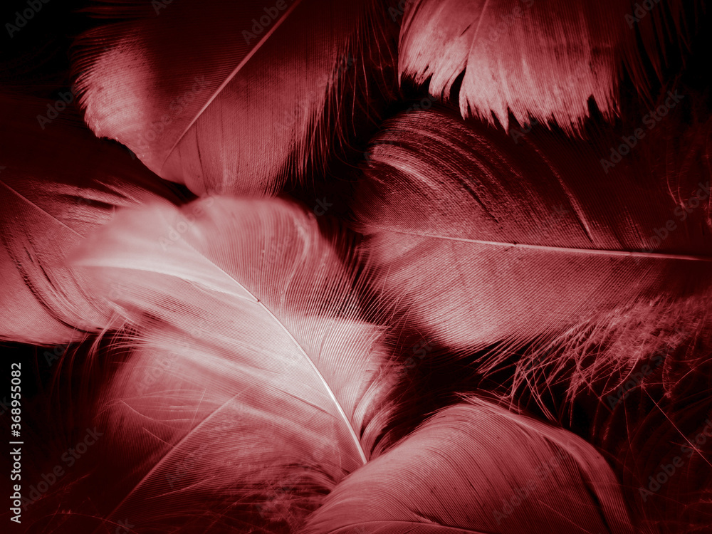 Beautiful abstract white and red feathers on black background and soft ...