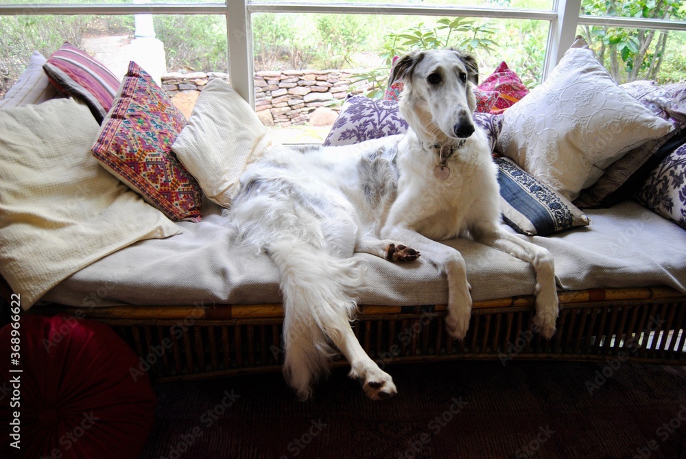 White and grey Russian borzoi dog on the couch by the window in the ...