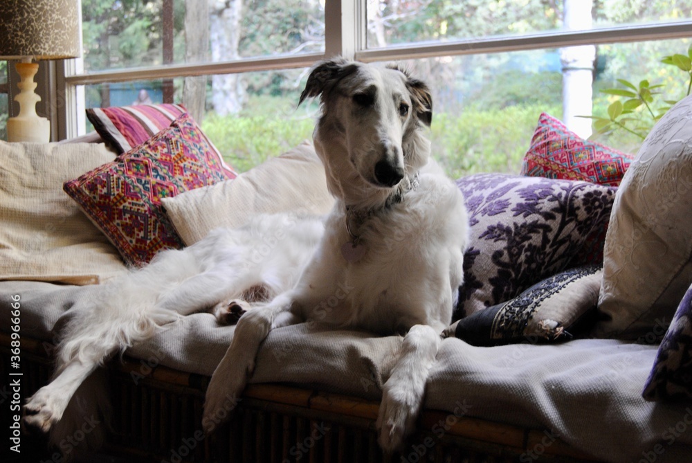 White and grey Russian borzoi dog on the couch by the window in the ...