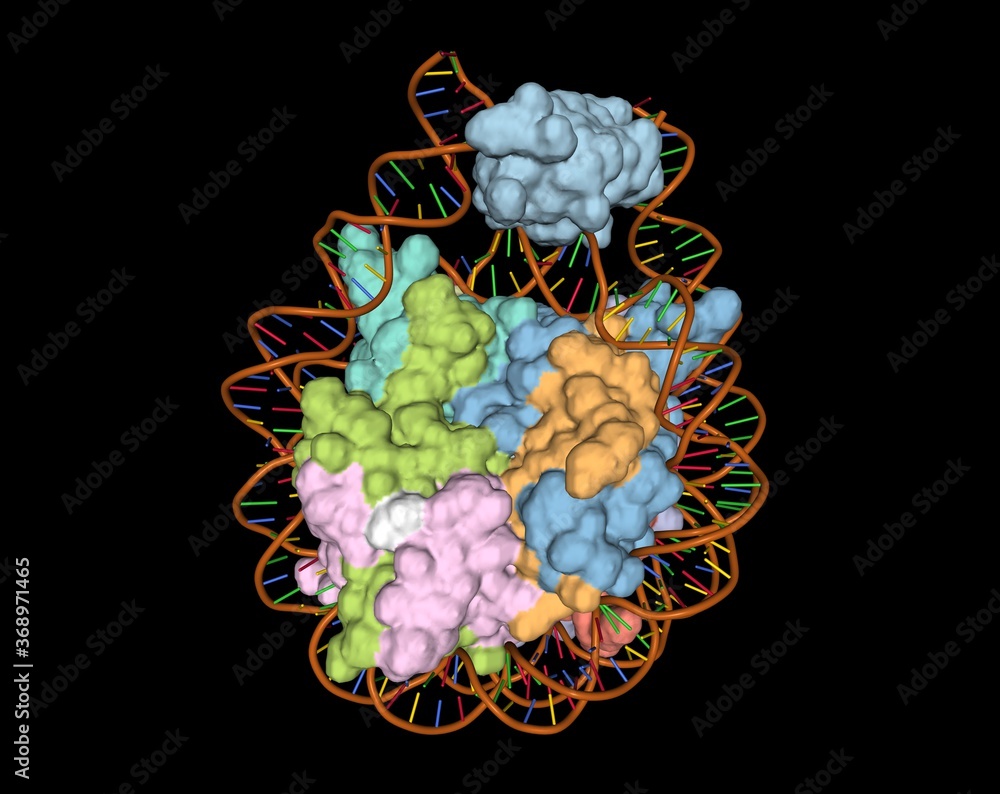 Crystal structure of chromatosome, DNA-histone complex, 3D combined ...