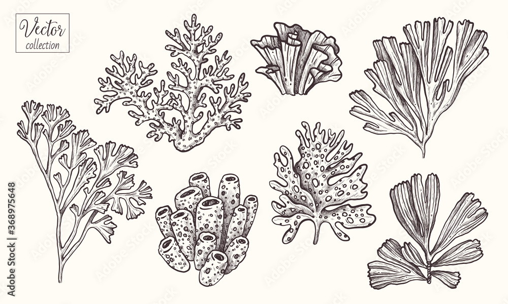 Corals and seaweed. Vector Hand Drawn. Sketch Botanical Illustration ...