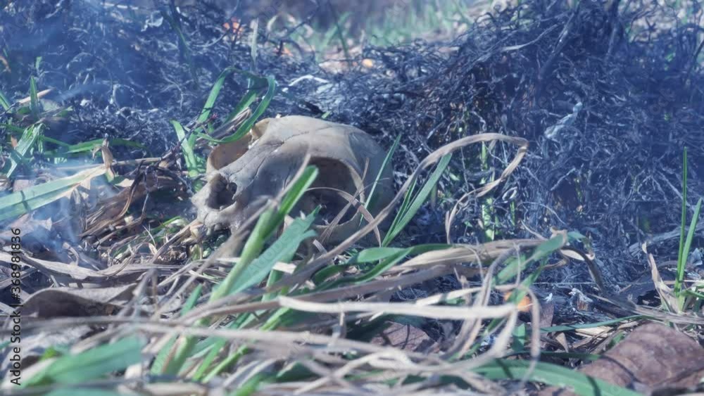 Burnt animal in a forest fire on ashes of burnt grass. Skull of a wild ...