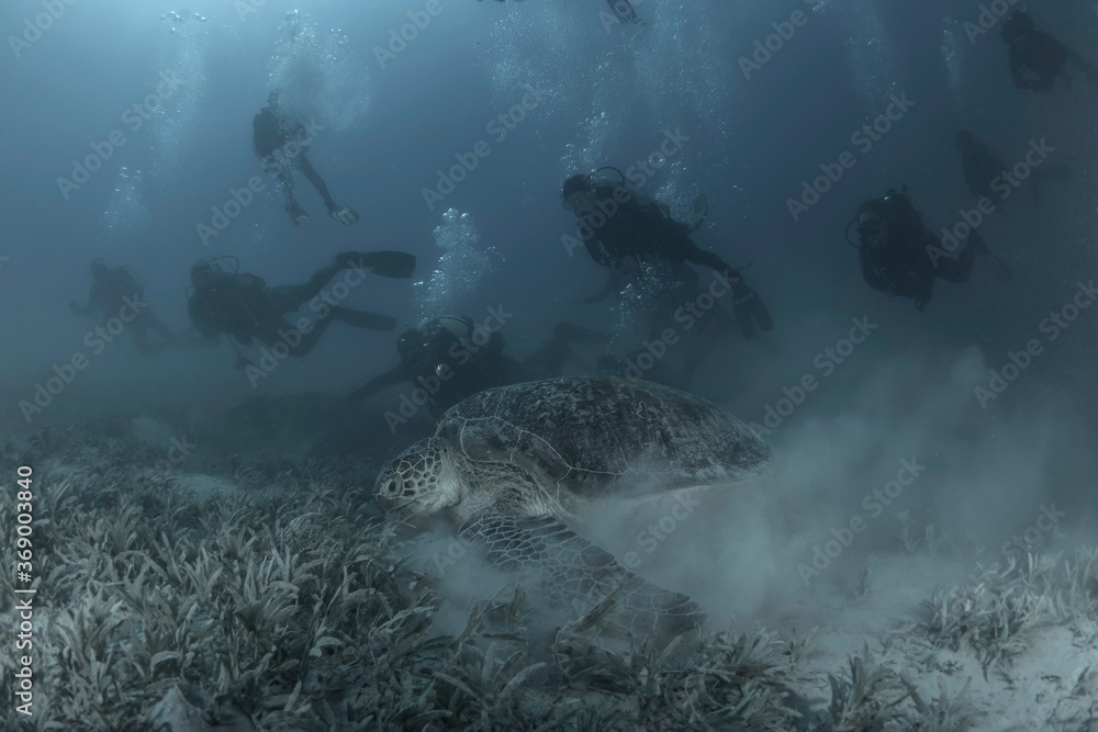 Big green sea turtle swimming among colorful coral reef in dark clear ...