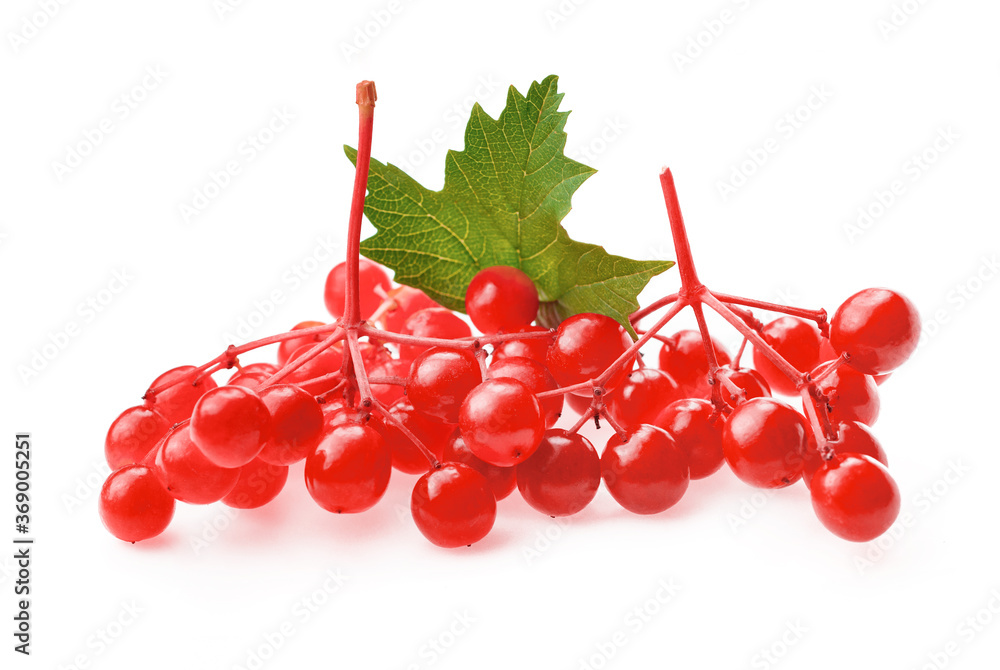Fruit of the viburnum. Bright red berries with leaves. Medical berry ...