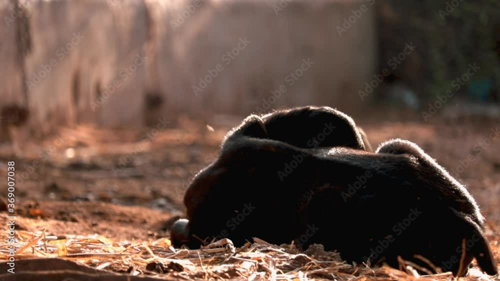 Baby buffalo lying on the ground in farm,Water buffalo calf close up ...