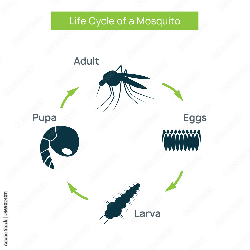 Mosquito life cycle insect. Water breeding egg vector larva aedes Stock ...