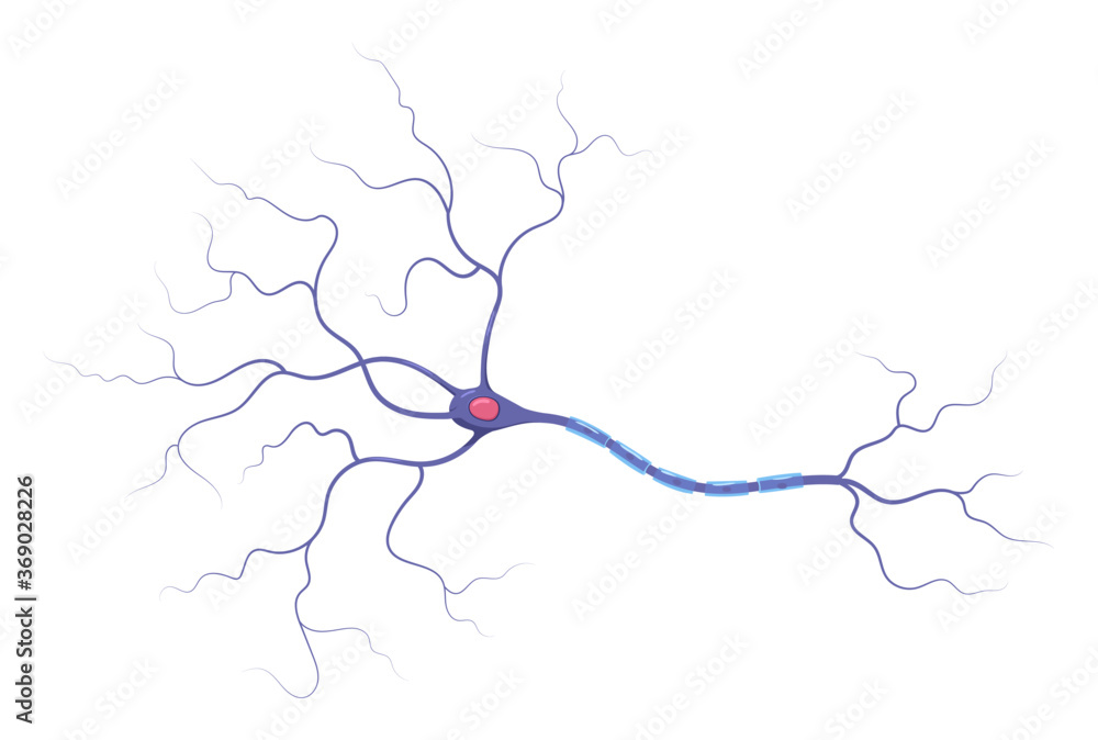 Vector Illustration Of Neuron Anatomy Structure Infographic Nerve