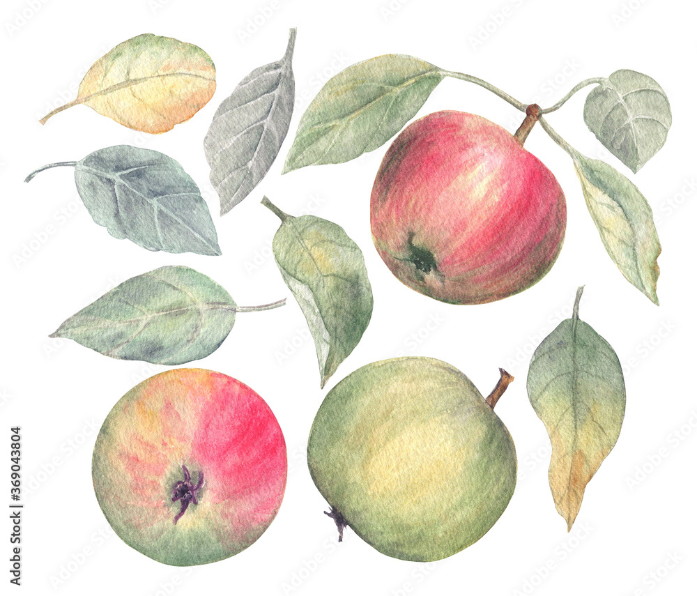 The set of apples and leaves on a white isolated background. Watercolor ...