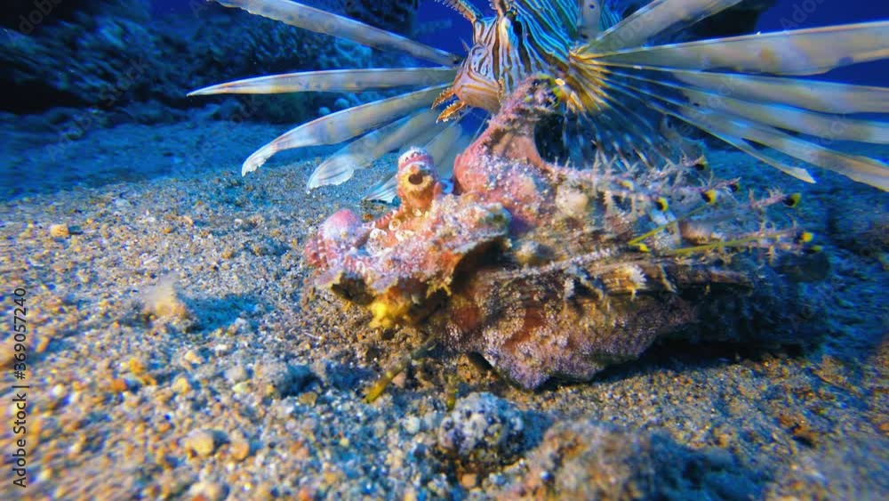 Walkman Scorpionfish and Lionfish. Walkman scorpionfish (Inimicus ...