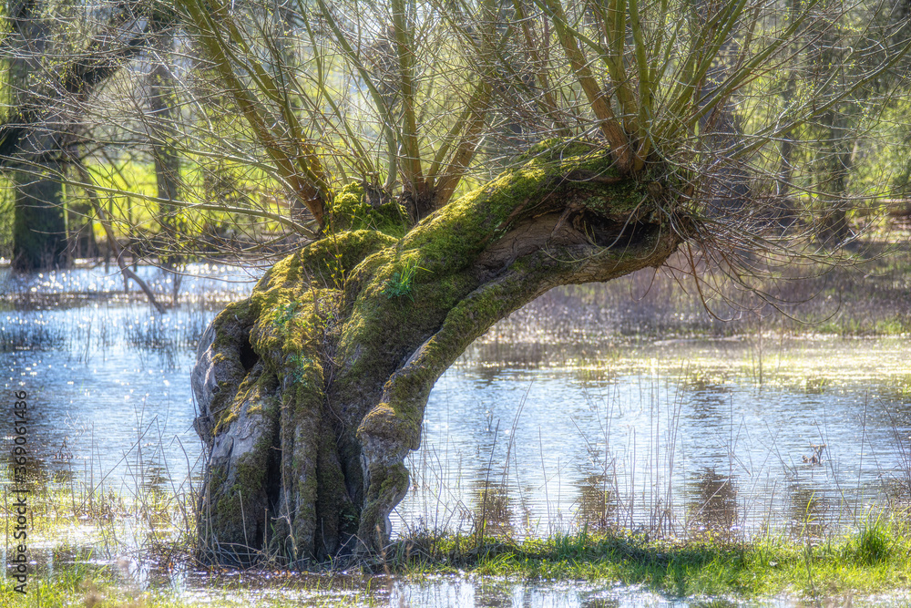 Korbweide (Salix viminalis) bei Hochwasser im Urdenbacher Kämpe ...