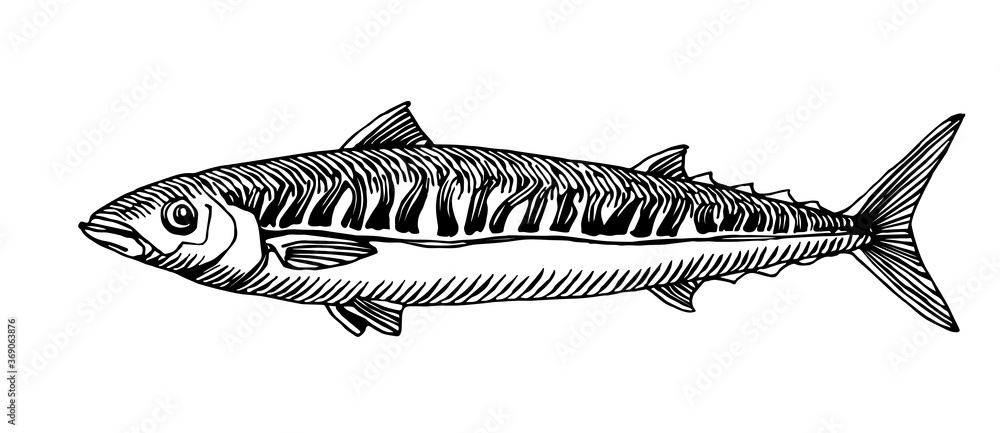 Atlantic mackerel, commercial fish, delicious seafood, engraving ...