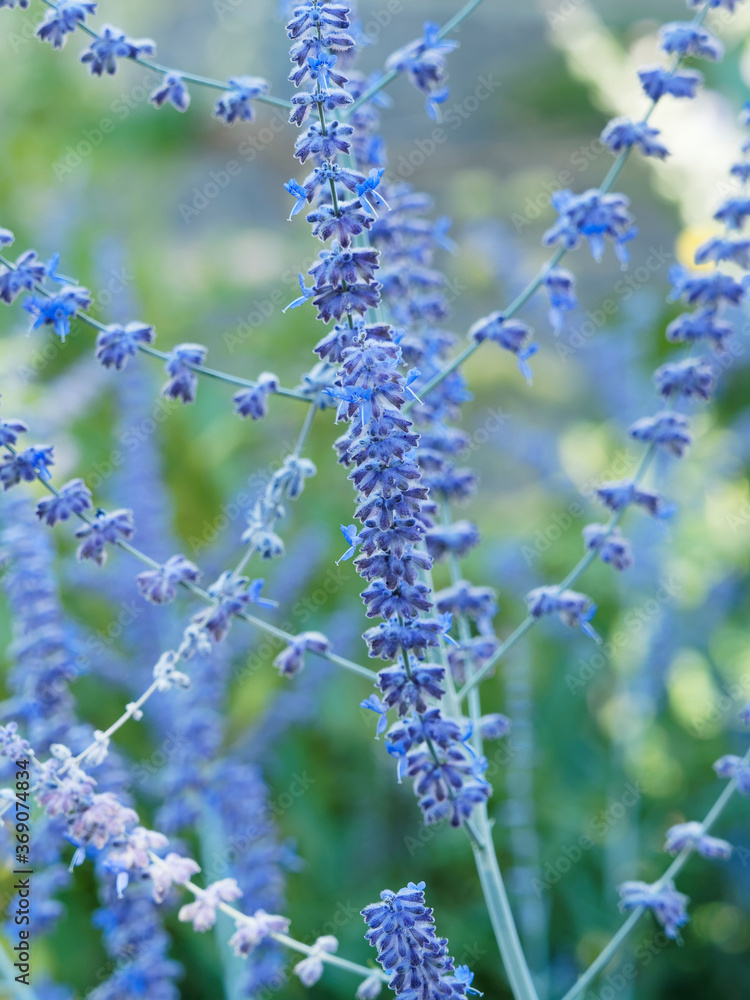 Foto de Perovskia atriplicifolia | Sauge de Sibérie ou Russie | Lavande ...