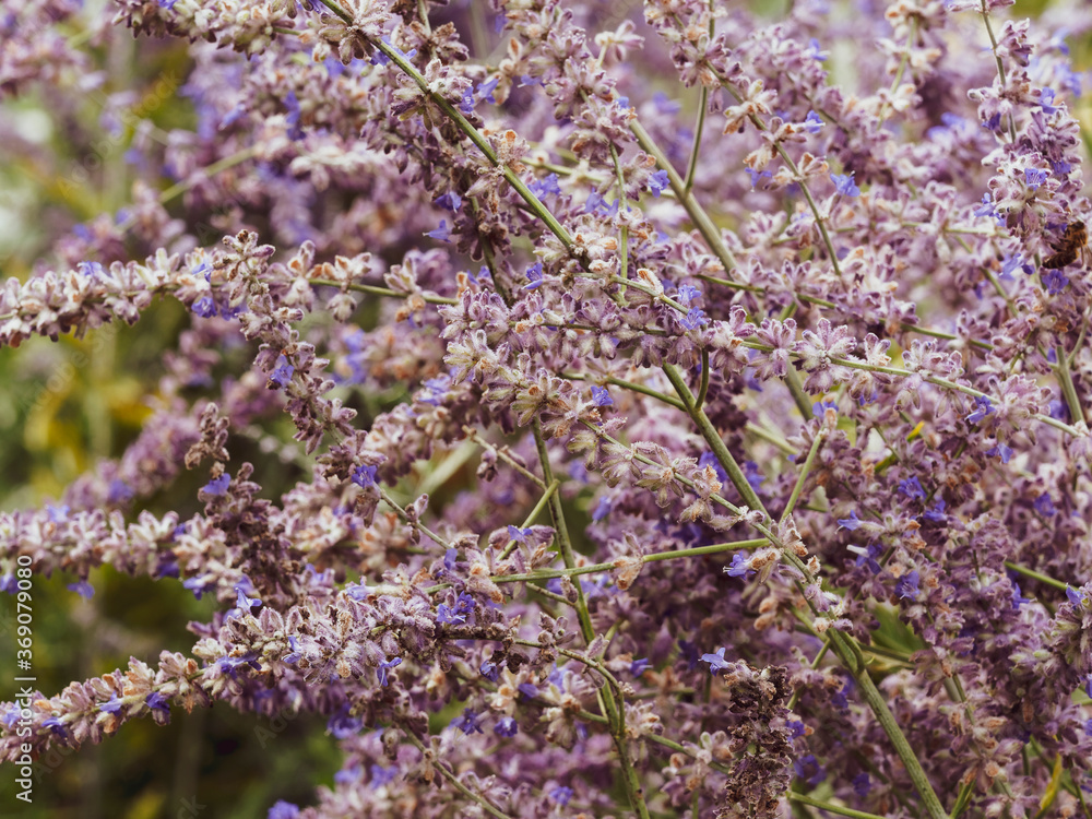 (Perovskia atriplicifolia) Tige duveteuse au petites fleurs bleu ...