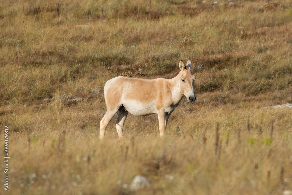 Kulan (Equus hemionus) in its natural habitat. Tarkhankutsky nature ...