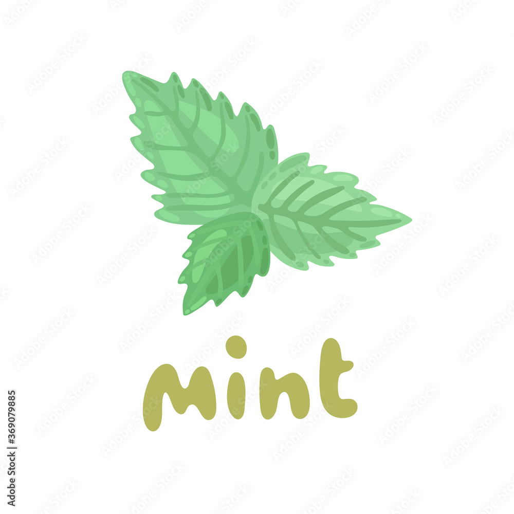 Mint icon. Culinary Herb. Cartoon fresh mint leaves on white background ...