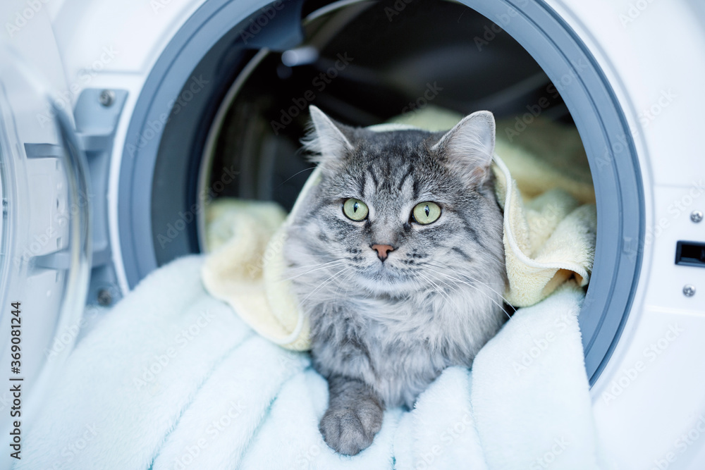 Cute fluffy cat lying inside laundry washer. Tabby lovely kitten with ...
