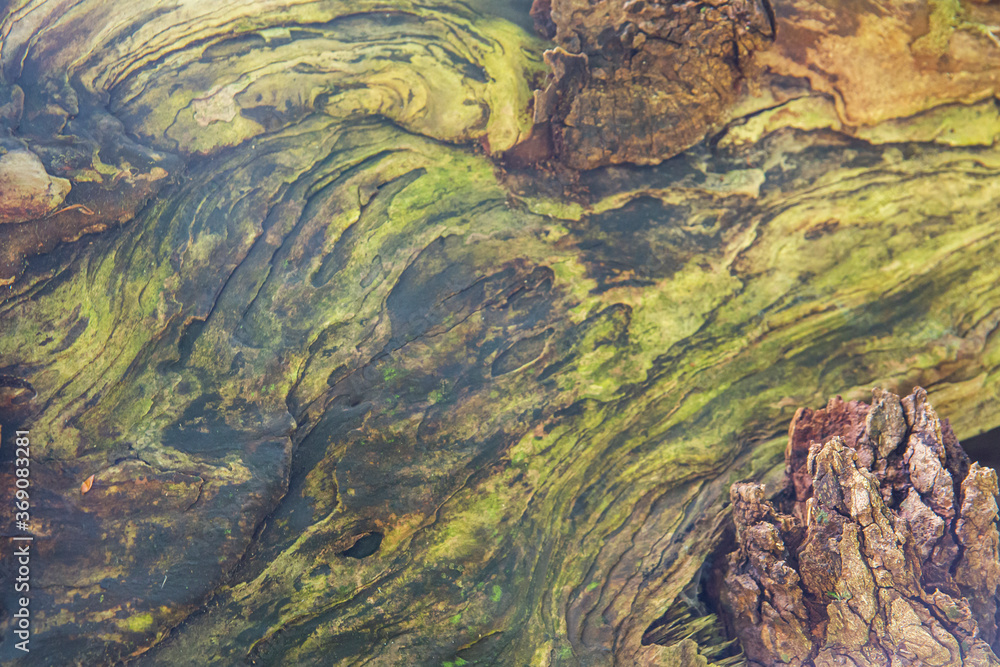 Tree bark structure, soft lines, nature background Stock Photo | Adobe ...