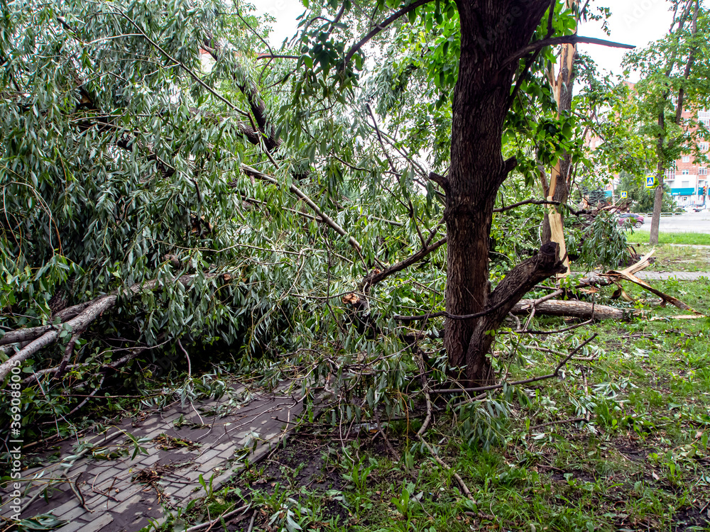trunk of a broken tree during a strong wind in the city Stock Photo ...