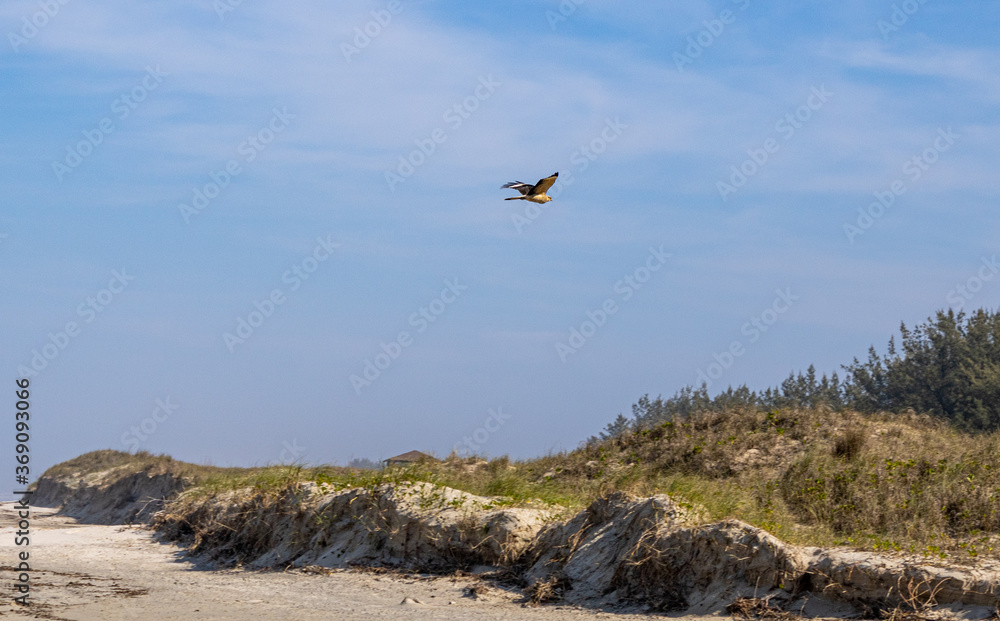 Um pássaro à beira mar com duas e uma paisagem na praia a animar Stock ...