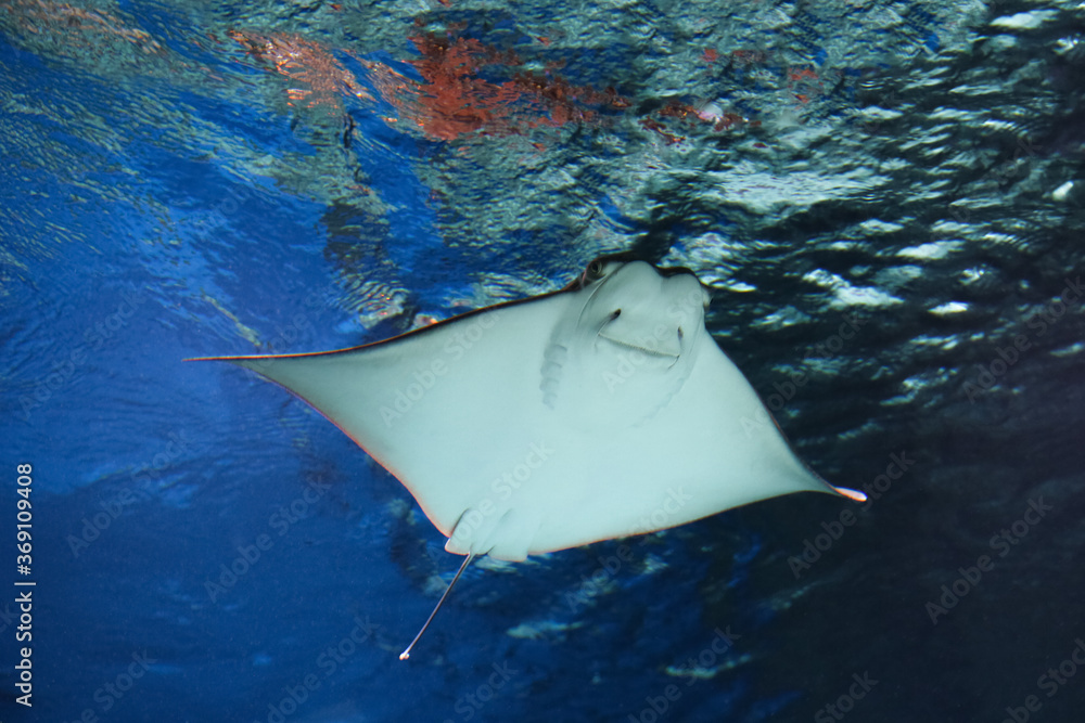 cownose ray swimming in the water, fish underwater in the aquarium ...